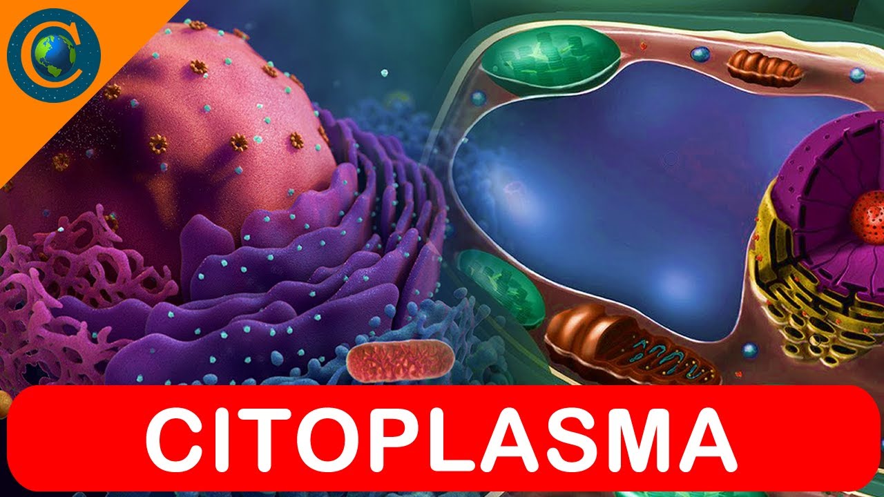 CITOLOGIA - CITOPLASMA E ORGANELAS CELULARES - YouTube