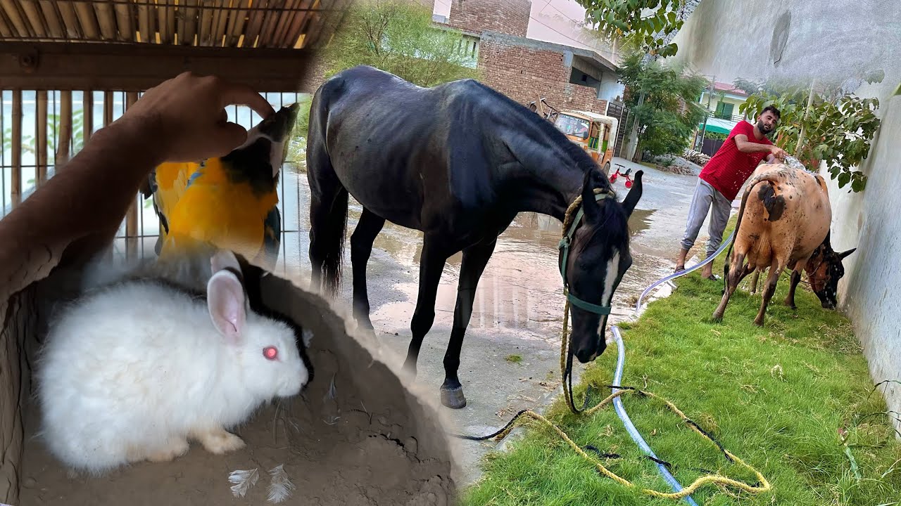 Aj Gaaiya ko Casey ko Ek Sath Nhlaya😍Bht Mza aya - YouTube