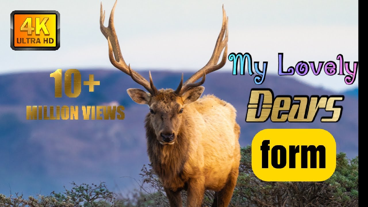 My lovely Dears - YouTube