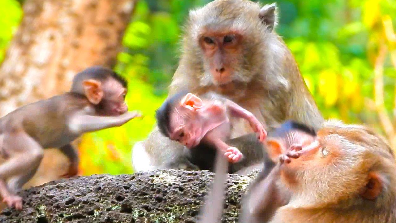 These monkeys stay busy chasing after their energetic and playful ...