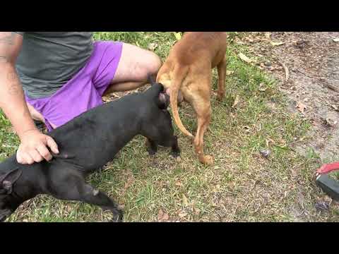 ‼️BREEDING AMERICAN PITBULL TERRIERS WITHOUT STAND Also helpful tips to keep you and your dogs safe