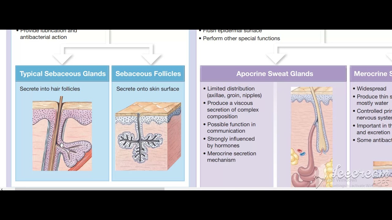 Sweat & sebaceous glands - YouTube
