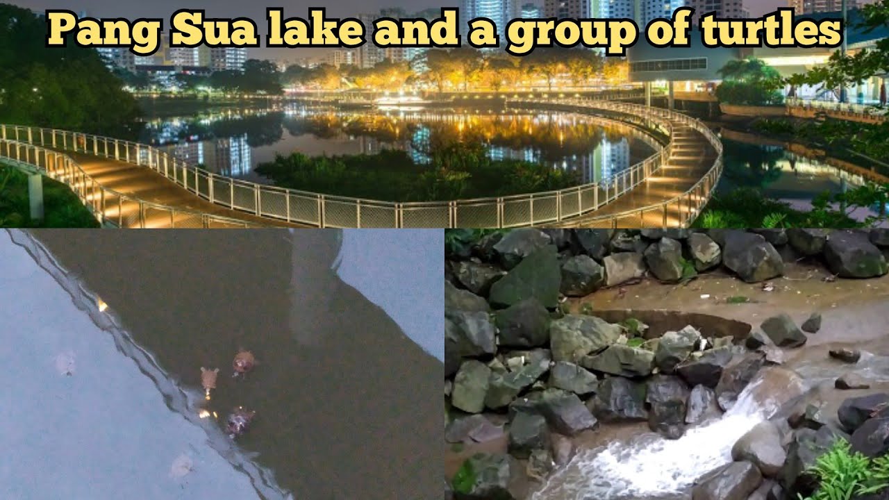 Pang Sua lake and a crowd of turtles | relaxing view of Nature | Nature ...