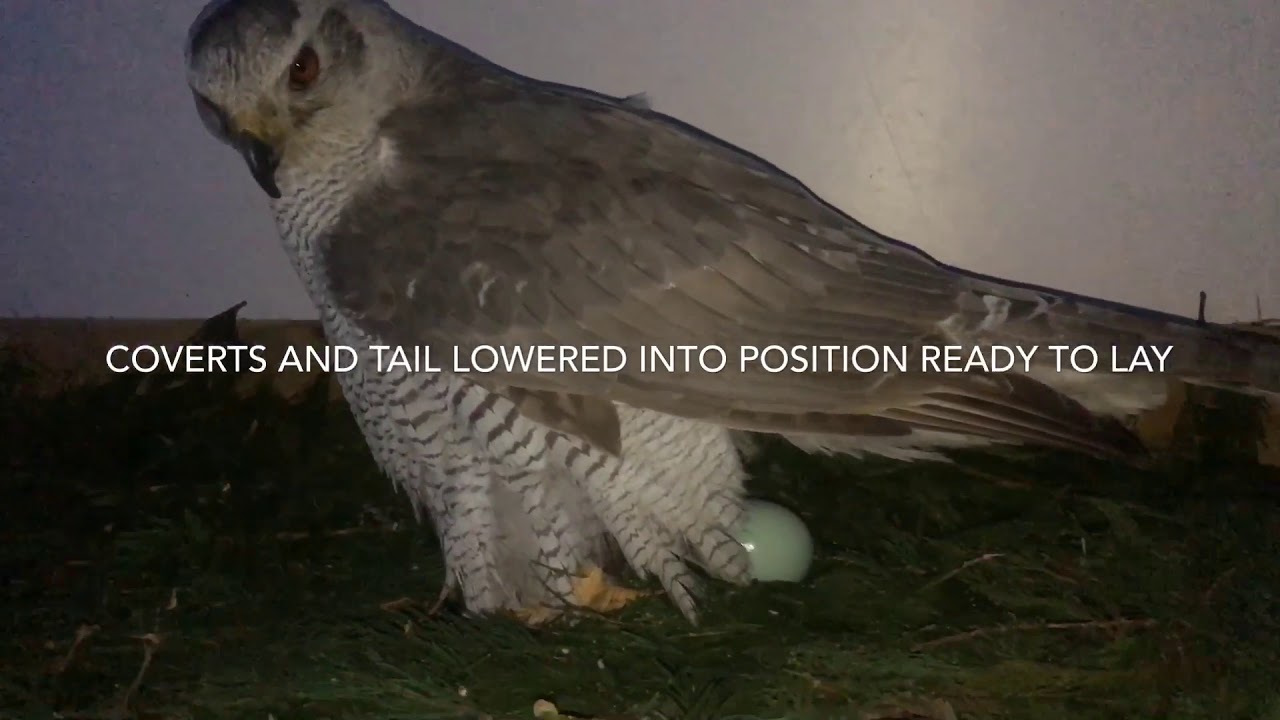 Nordic Goshawks 2019 - ‘Egg Laying’ - YouTube