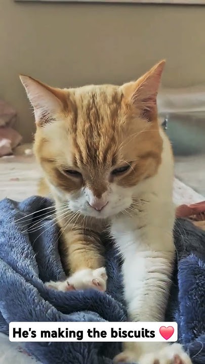 Kitty Biscuits | Cat Making Biscuits | Cute Cats | Cat Kneading | Cat Biscuits #shorts #cats ...