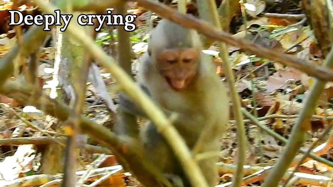 Monkey Janet was strong chase from monkey April, Janet crying loudly ...