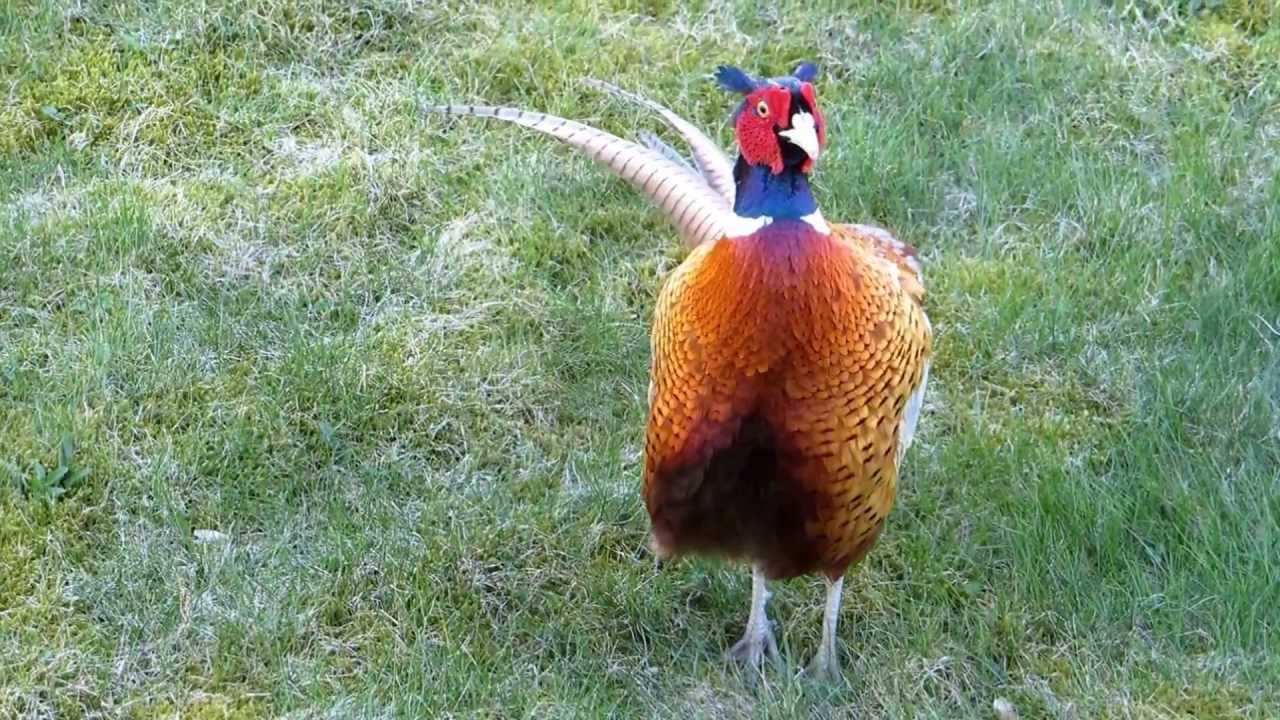Common pheasant from the front - YouTube