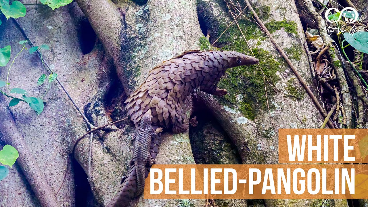 White Bellied Tree Pangolin