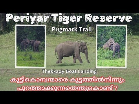 "Elephant fight at Thekkady boat landing|Pugmark Trail| കുട്ടികൊമ്പൻ്റെ ...