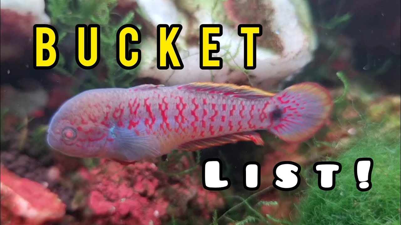 7 BUCKET LIST Fish I MUST have! - YouTube