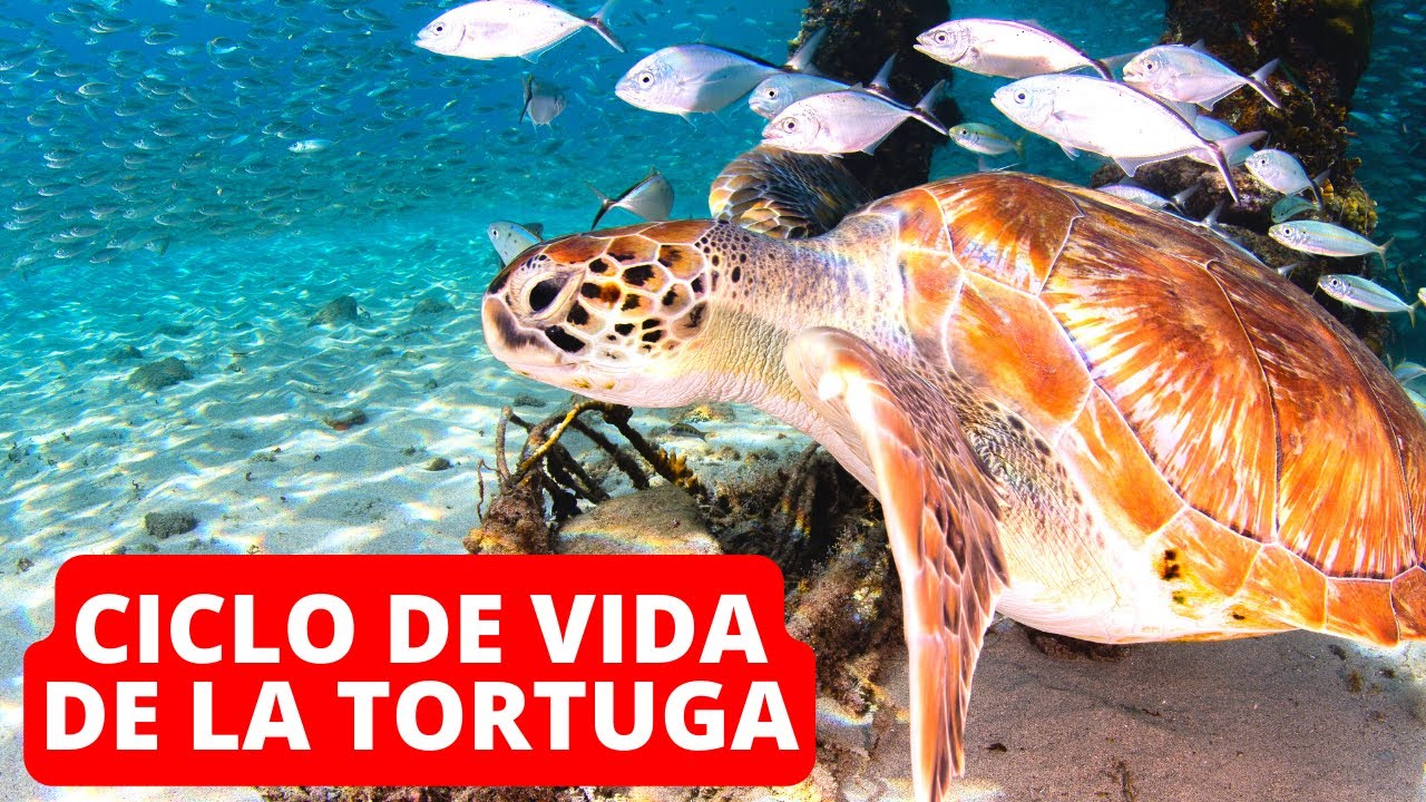 El ciclo de vida de la tortuga de mar: etapas, nacimiento, desarrollo ...