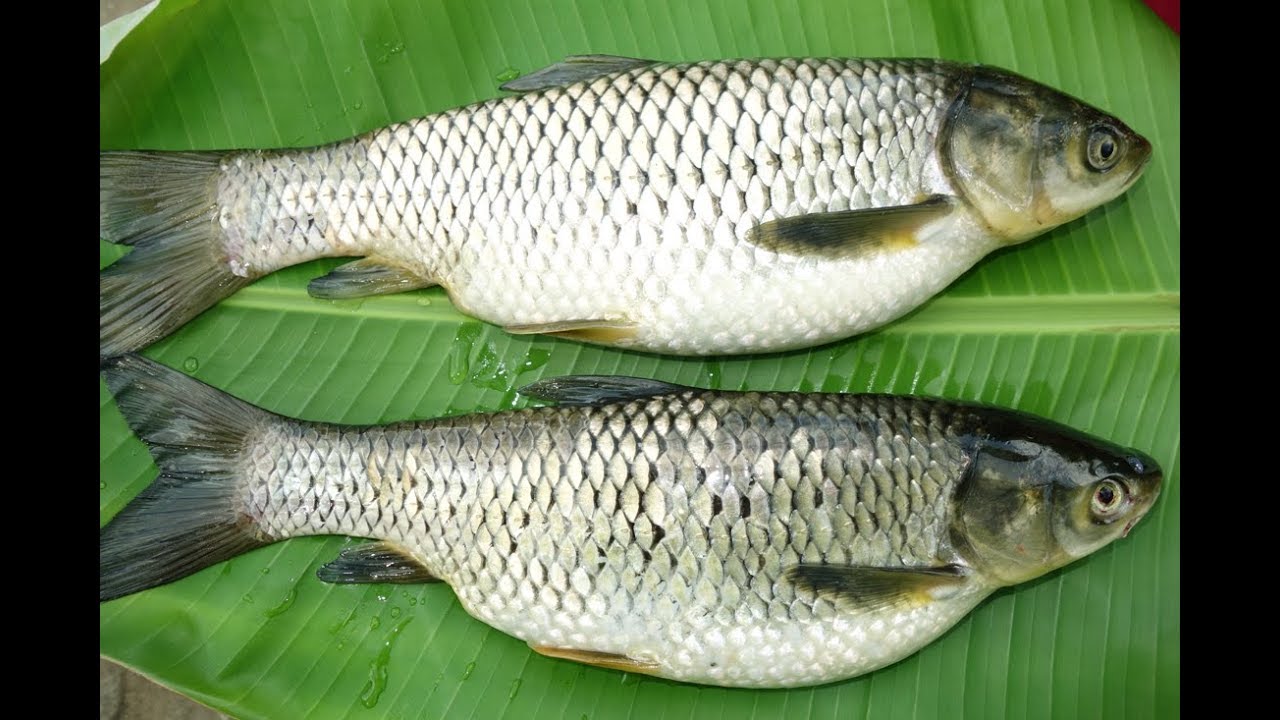 Catla Fish Fry Recipe | Amazing Taste Fish Fry | VILLAGE FOOD - YouTube