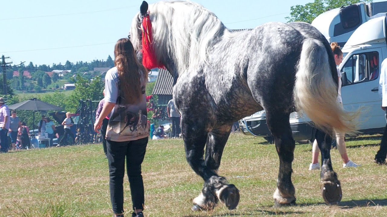 Caii lui Andrei Anton de la Neamț 2024 - YouTube