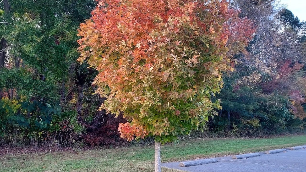 Tree Root Grounding Exercise - YouTube