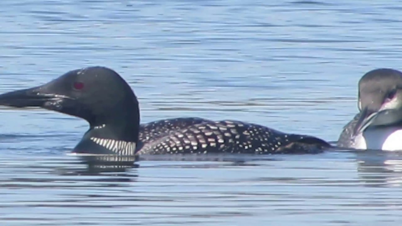 Loon Feeding Young Loons, Must See 08122017 - YouTube