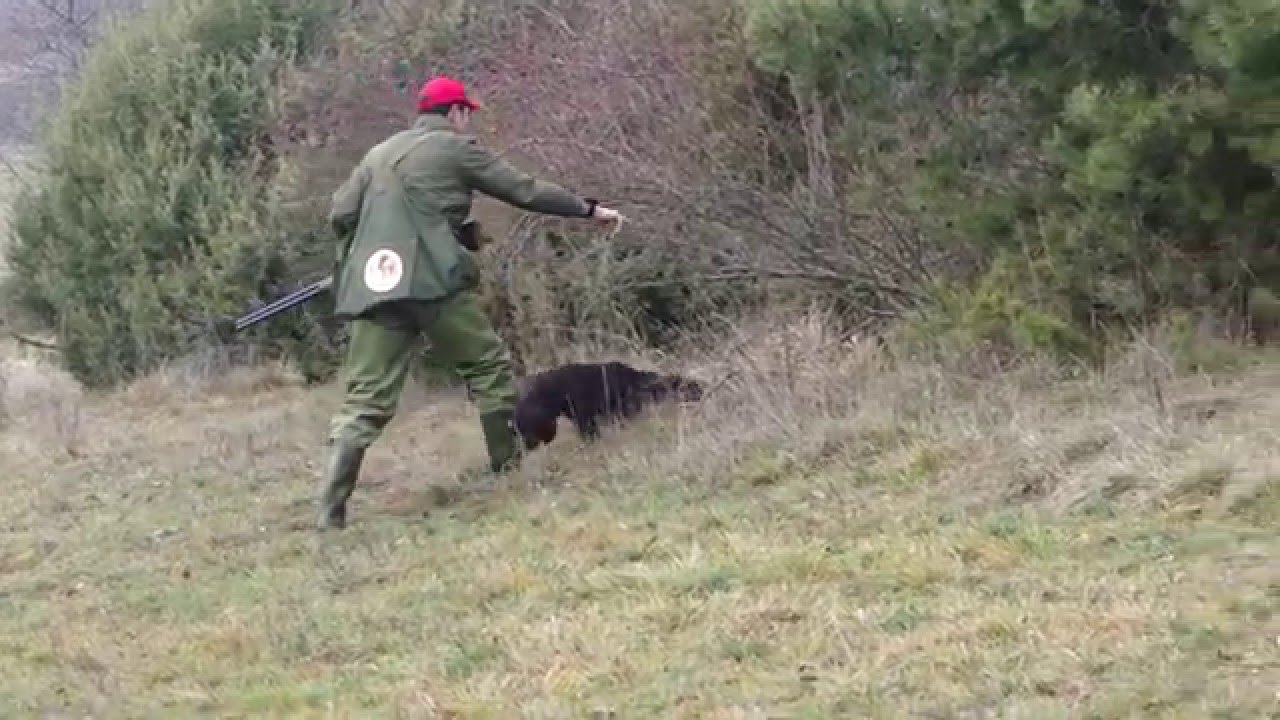 Plume Field spaniel - hunting training - YouTube
