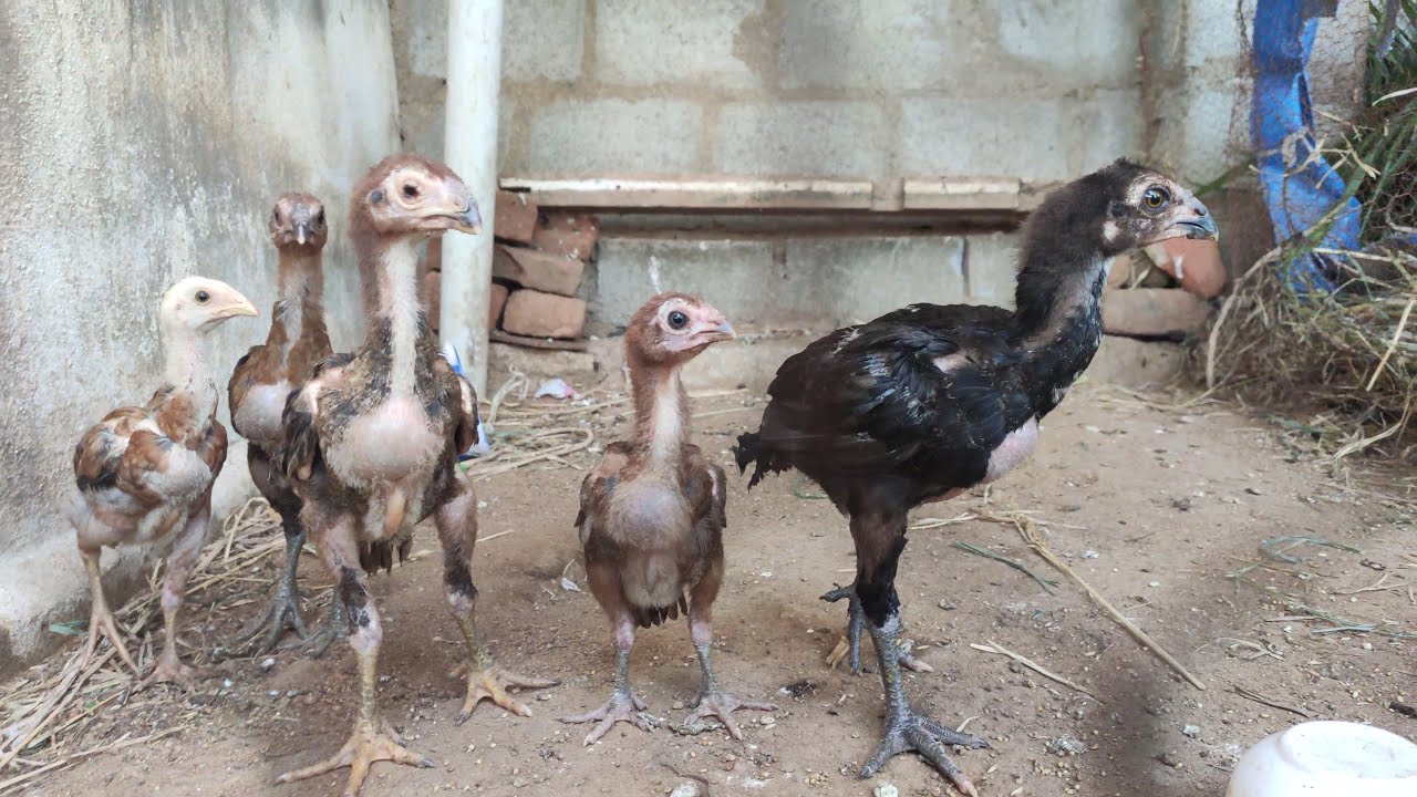 Pure #Berasa chicks availabl.. https://chat.whatsapp.com ...
