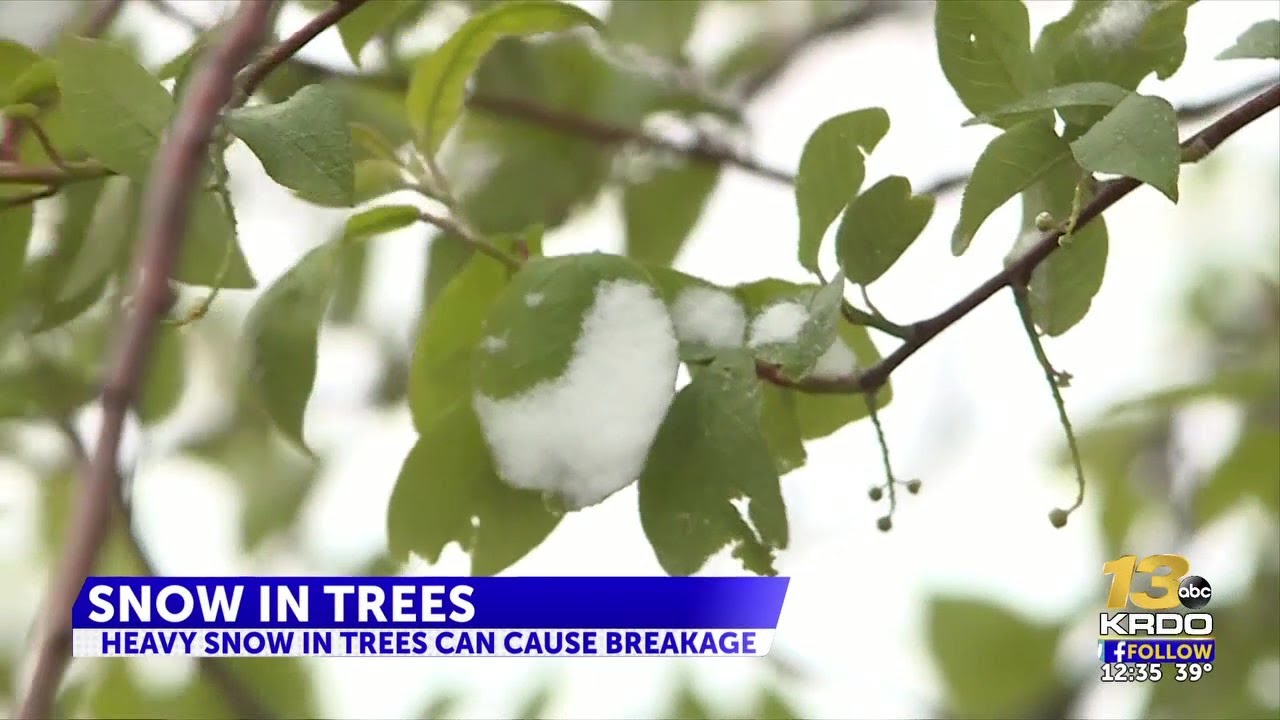 Springtime trees vulnerable in heavy snowfall expected Friday - YouTube