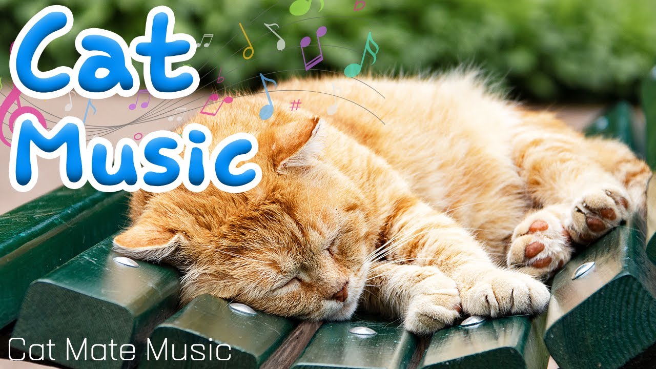 Cat soothing music - cat favorite music, sleep music for cats, anxiety ...