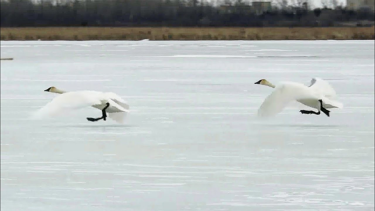 Swans Running On Frozen Pond - Birds Taking Flight - YouTube