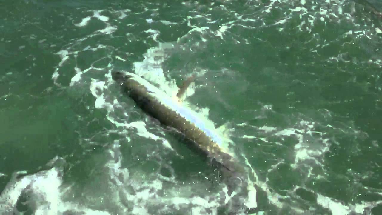 Tarpon head shake off captiva - YouTube