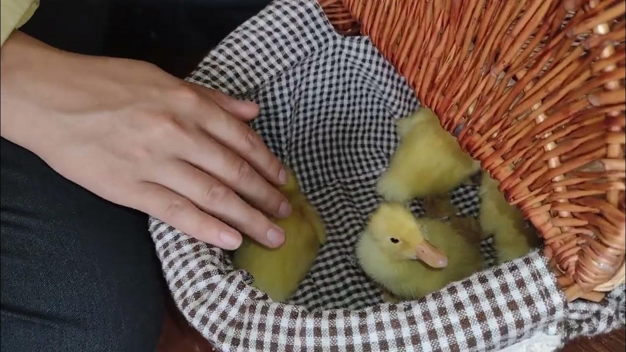 Happy Easter Ducklings - YouTube