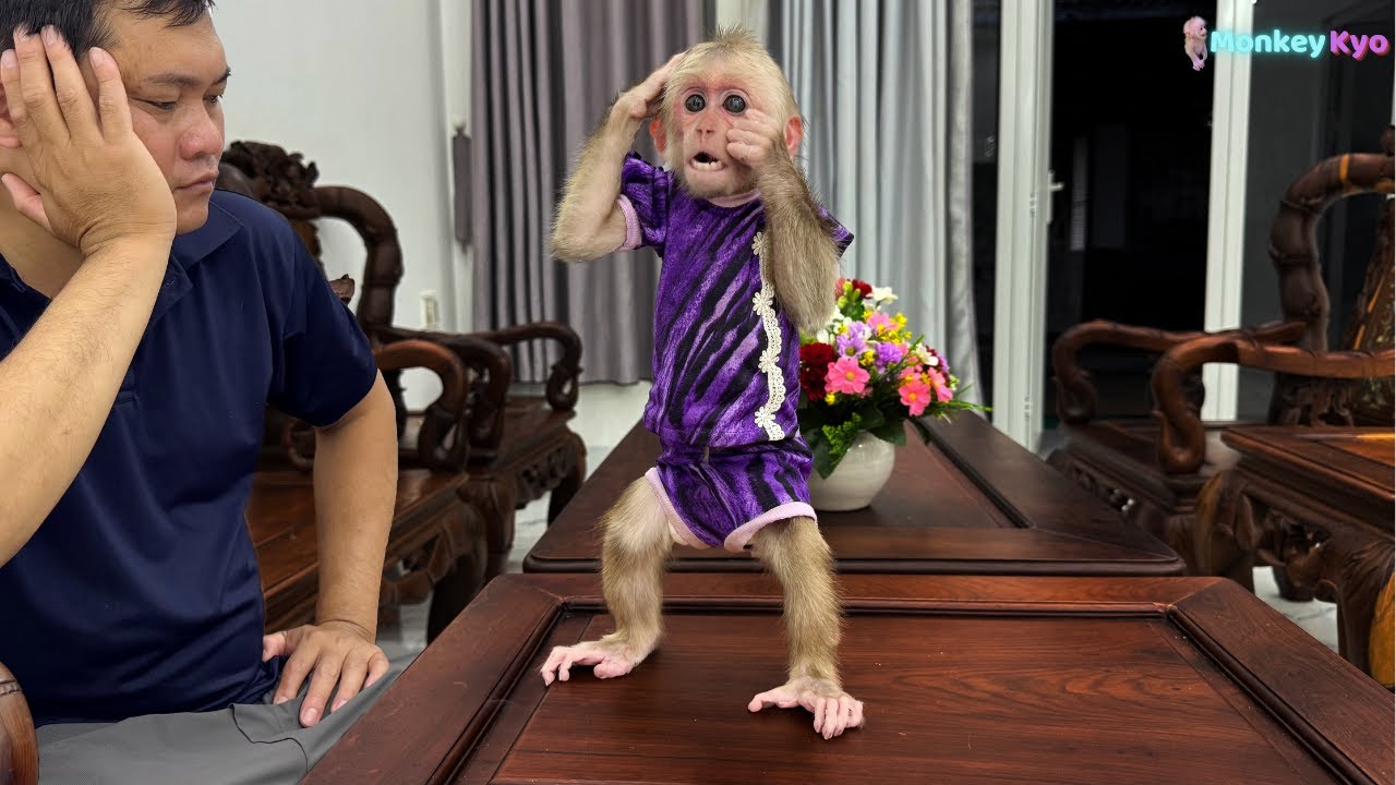 Monkey Kyo Obediently and Skillfully Cares for Dad - Extremely Touching ...