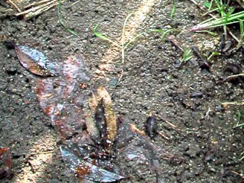 Rasberry Crazy Ants in Leaves - YouTube