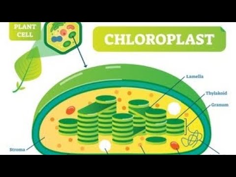 Kitchen of cell #chloroplast #ncert #10th #9th #important for # ...