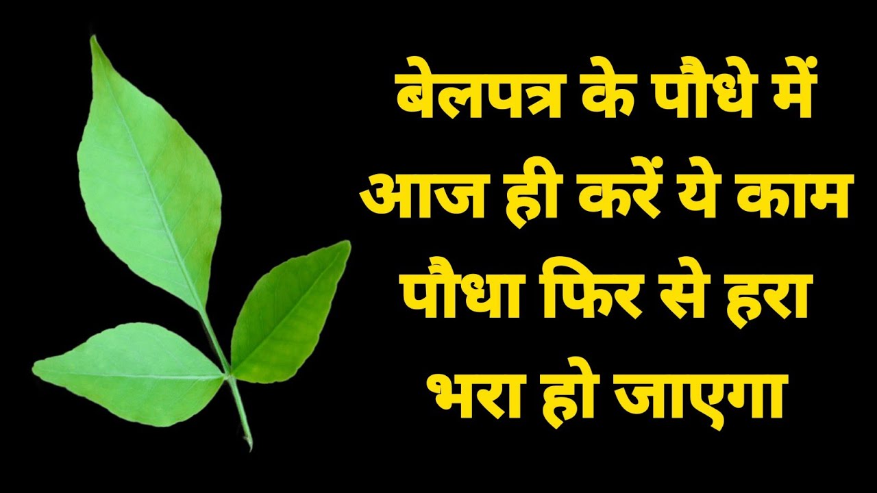 वसंत में बेलपत्र के पौधे की देखभाल | bel patra plant care | how to grow ...