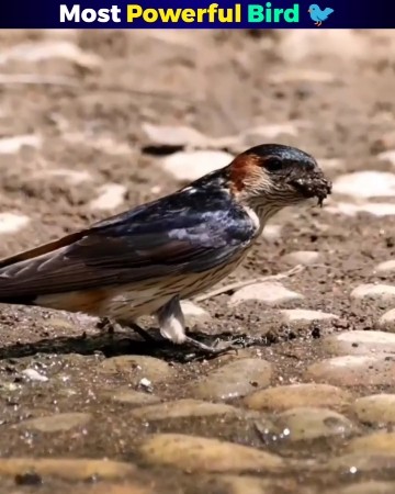 Facts About Shallow Bird (Ababeel) 😱 #shorts - YouTube