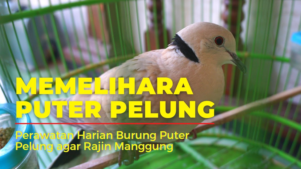 Cara Merawat Burung Puter Pelung Biar Rajin Manggung - YouTube