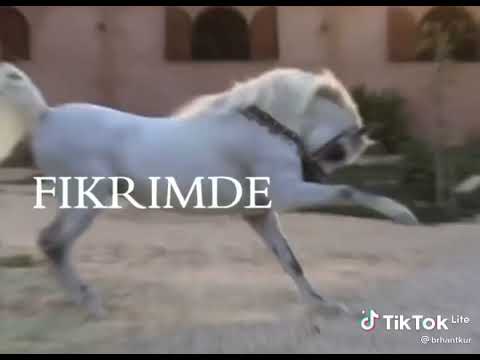 əli mehdizadə