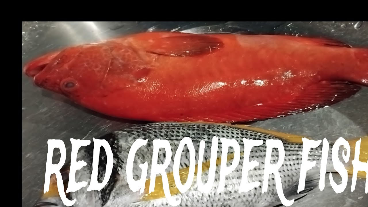 Removing gills n guts of red hamour fish#fish#asmr - YouTube