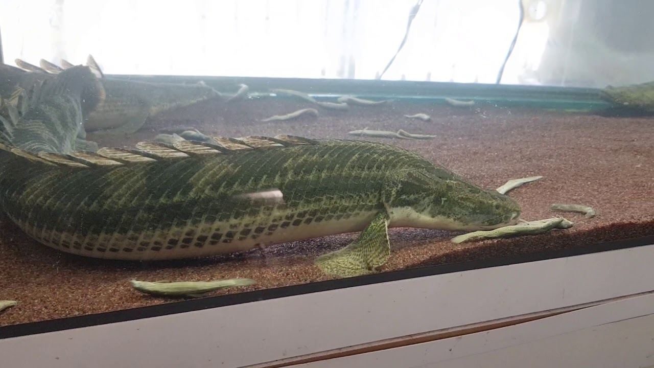 Polypterus bichir bihcir "Lake Turkana" feeding. - YouTube