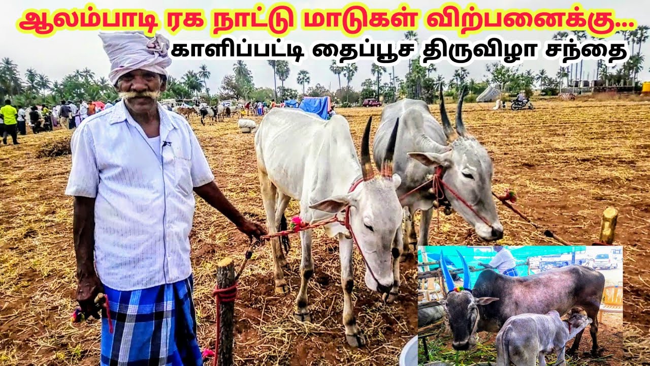 காளிபட்டி நாட்டு மாட்டு சந்தை | ஆலம்பாடி நாட்டு மாடு அழிவின் விளிம்பில் ...