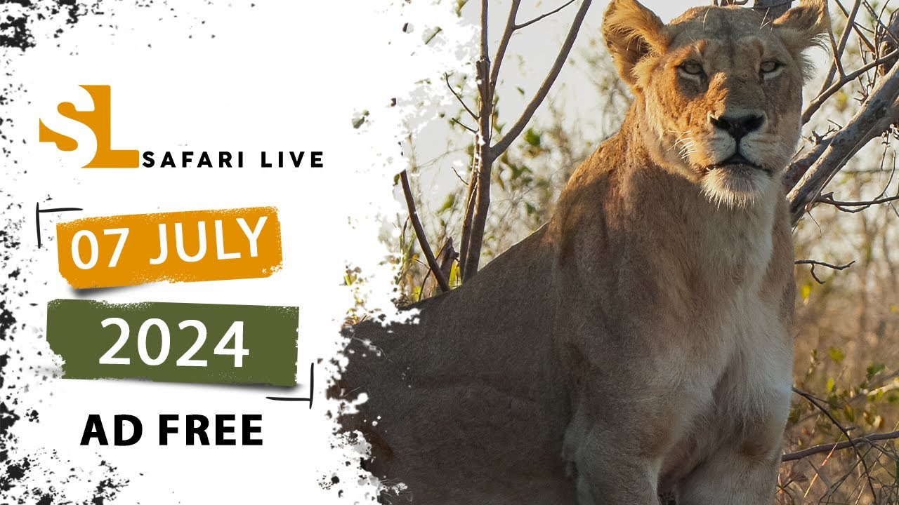 SafariLIVE Sunset Safari - 07 July 2024 - AD FREE - YouTube