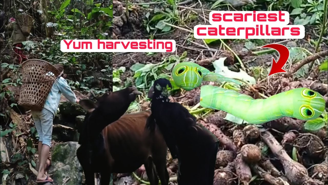 #Yum harvesting #Yum farming in the middle of the jungle. - YouTube
