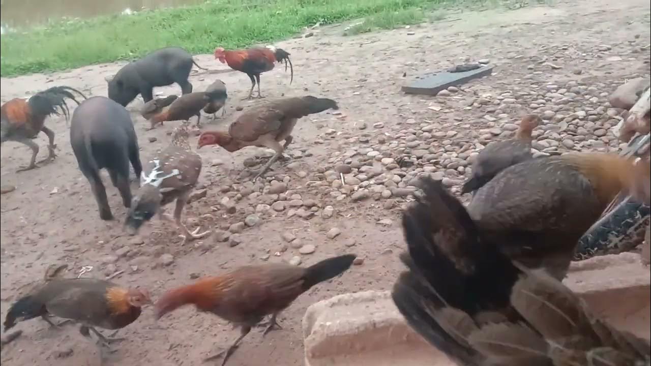 qaib dib dib tuaj cov me nyuam - YouTube