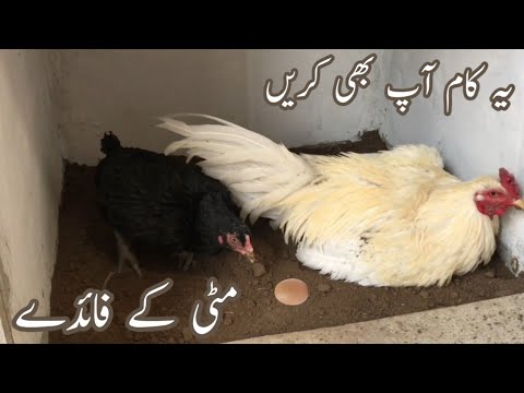 Aseel murga vlogs in pakistan I mianwali aseel murga video I sindhi ...