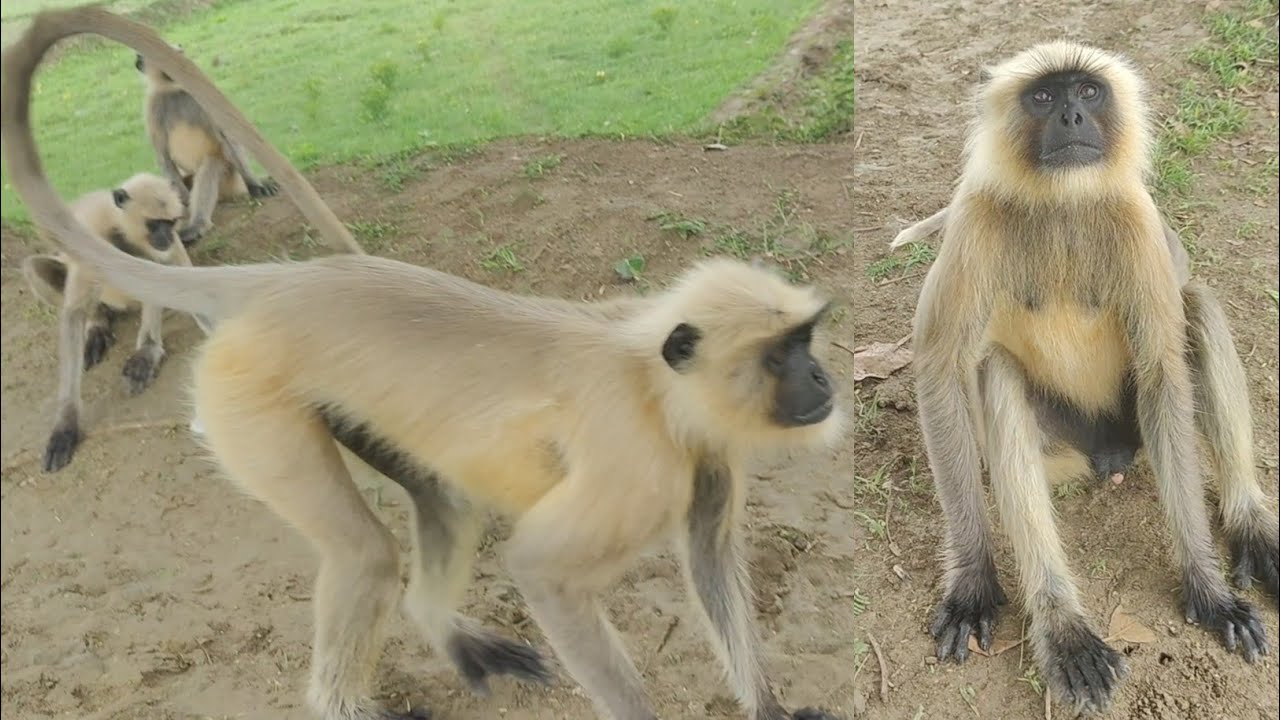 "Video mai Twist Hai" Monkey Wala Video part(25) - YouTube