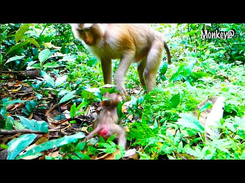 Good time..! MOLA monkey is starting to learn her baby MORA to walk ...