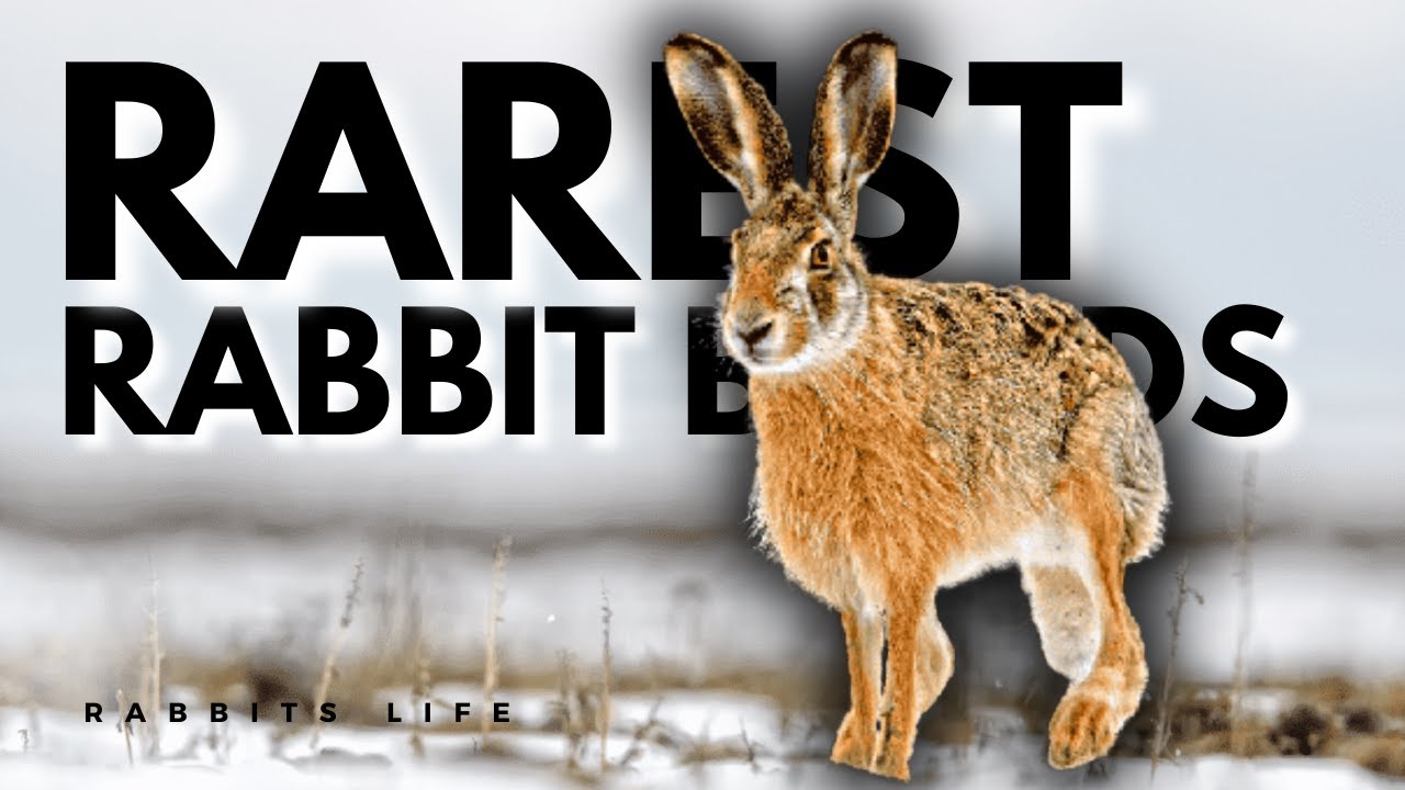 The Enchanted Elites: Discovering the Rarest Rabbit Breeds - YouTube
