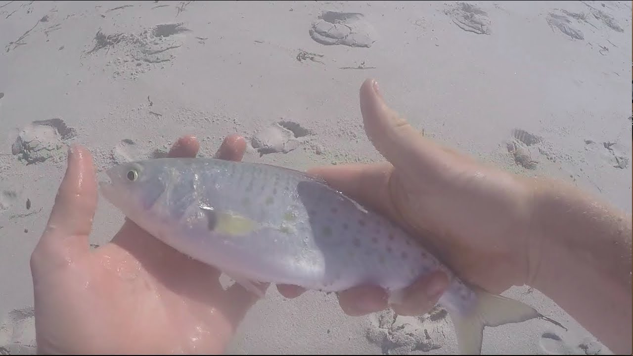 Spinning the surf | Australian and Cocky Salmon | Binalong Bay - YouTube
