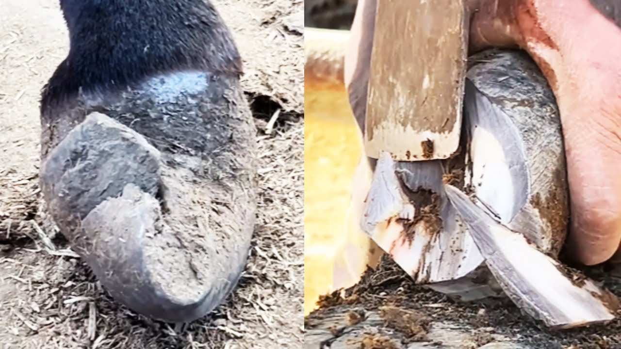 Donkey Hoof Is Twisted Into A Twist Shape, And The Root Is Severely ...