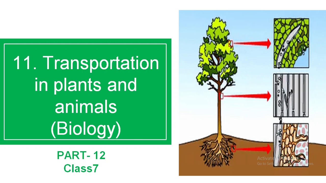 Class 7 Science Ch 11 Part 12 YouTube class-7-science-ch-11-part-12-youtube