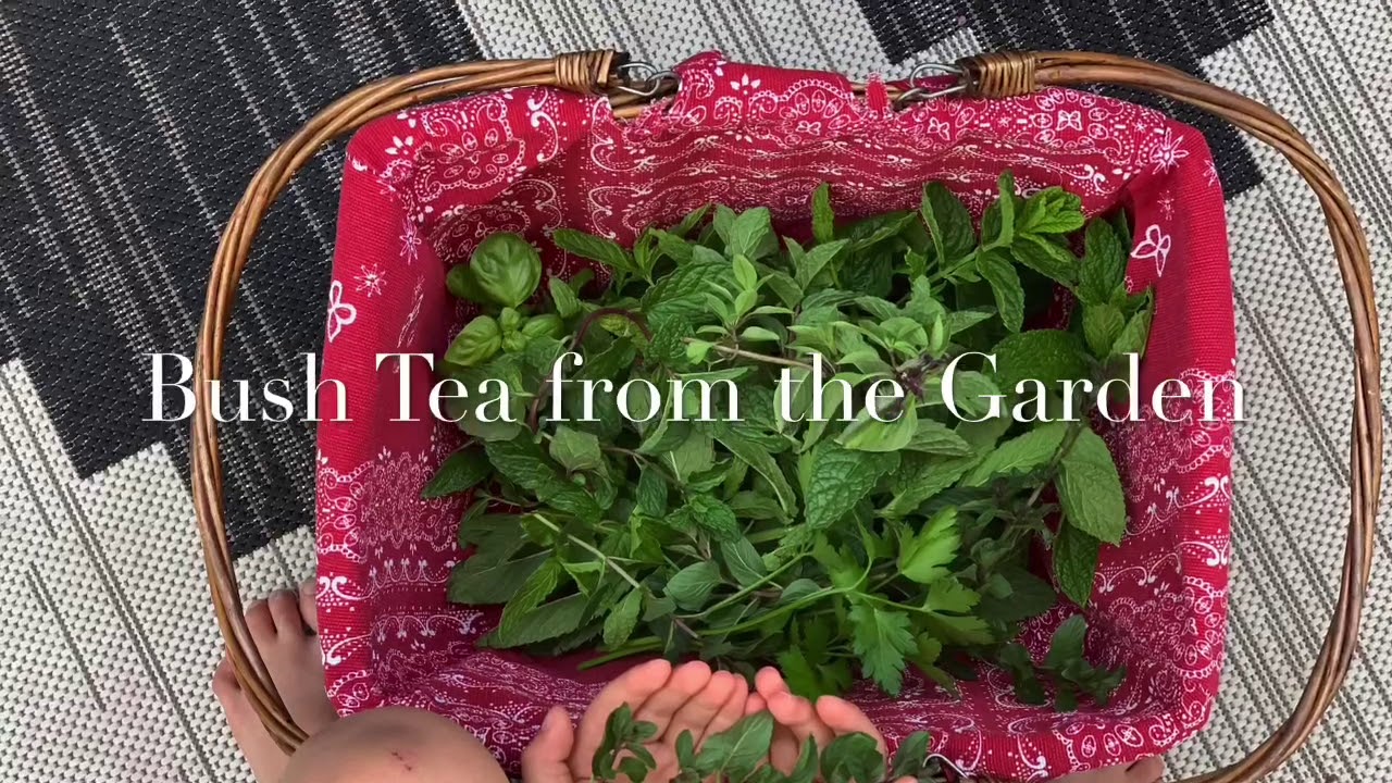 Making Bush Tea with Jessica - YouTube