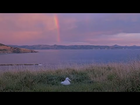 Albatross Chick Greets The Day With A Rainbow 🌈 In New Zealand | DOC ...