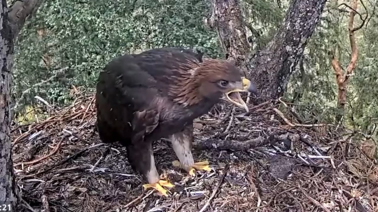 Eaglet strong calling parents for food | Kaljukotkas 2 | Golden Eagle | July 19, 2024 - YouTube
