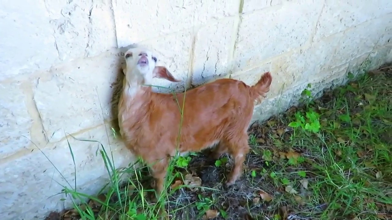 Weird goats being weird - YouTube